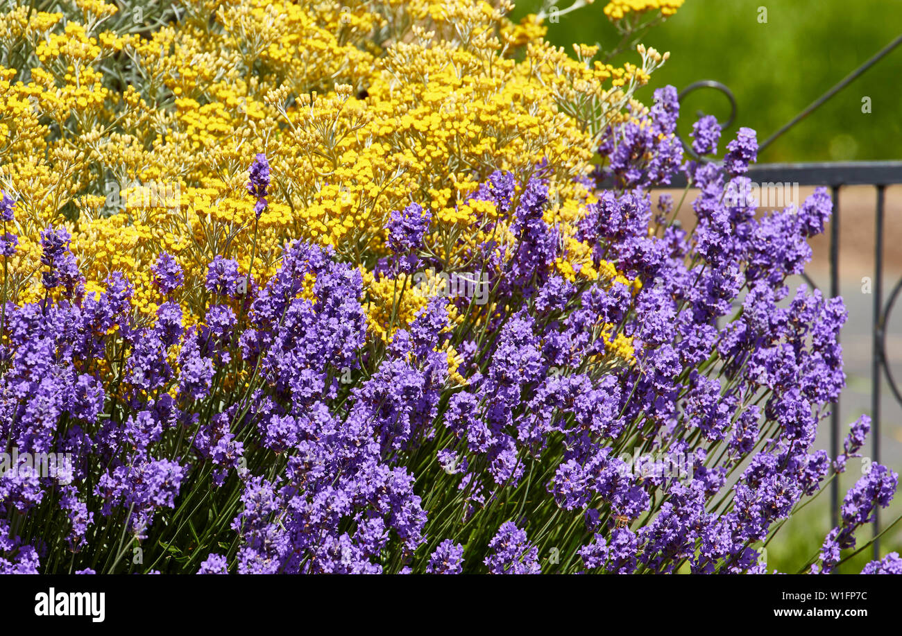 Curry plant and lavender flowering in a urban garden in summer, London ...