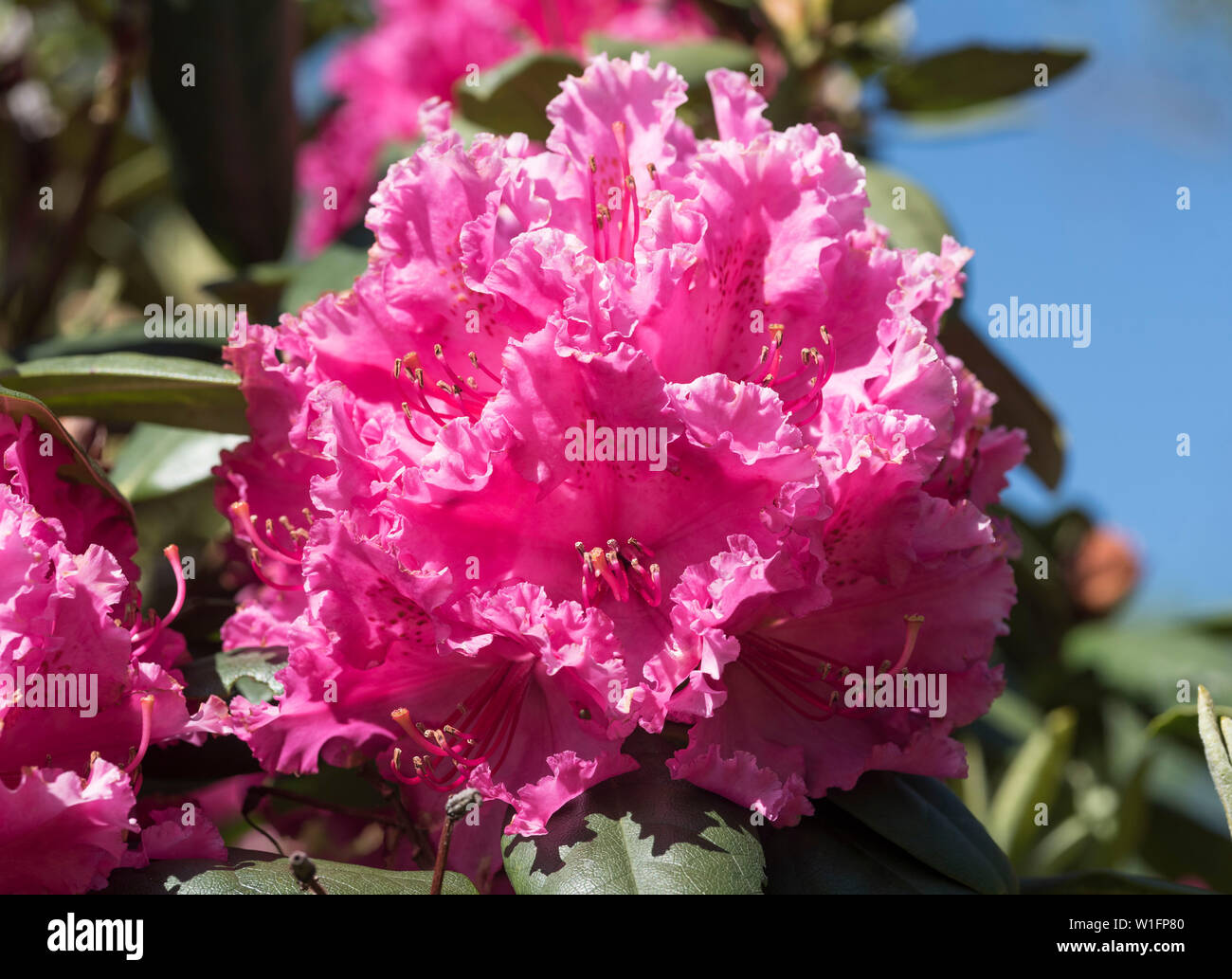 Brightly coloured pink rhododendron shrubs / trees Stock Photo - Alamy