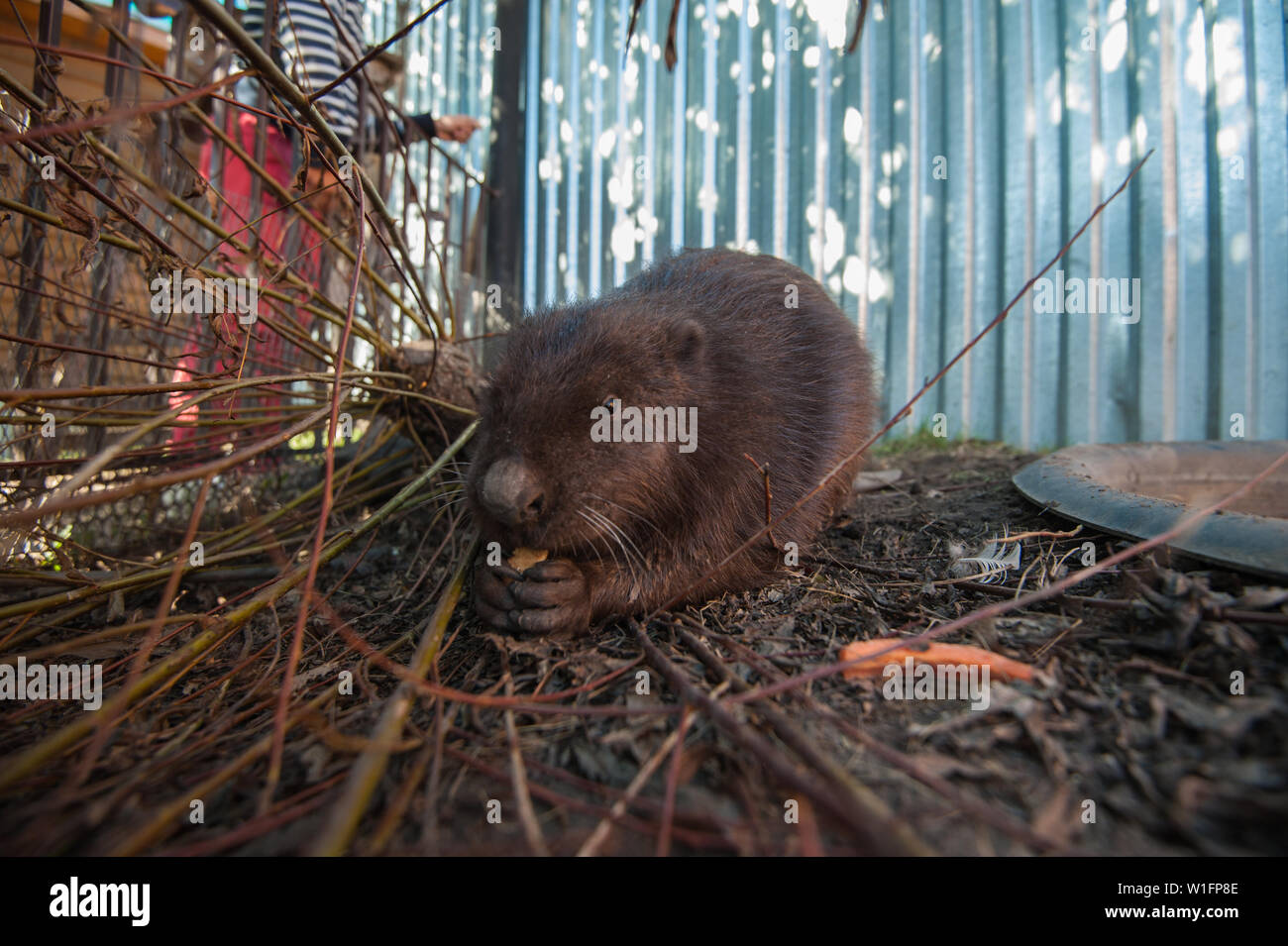 Beaver tail food hi-res stock photography and images - Alamy