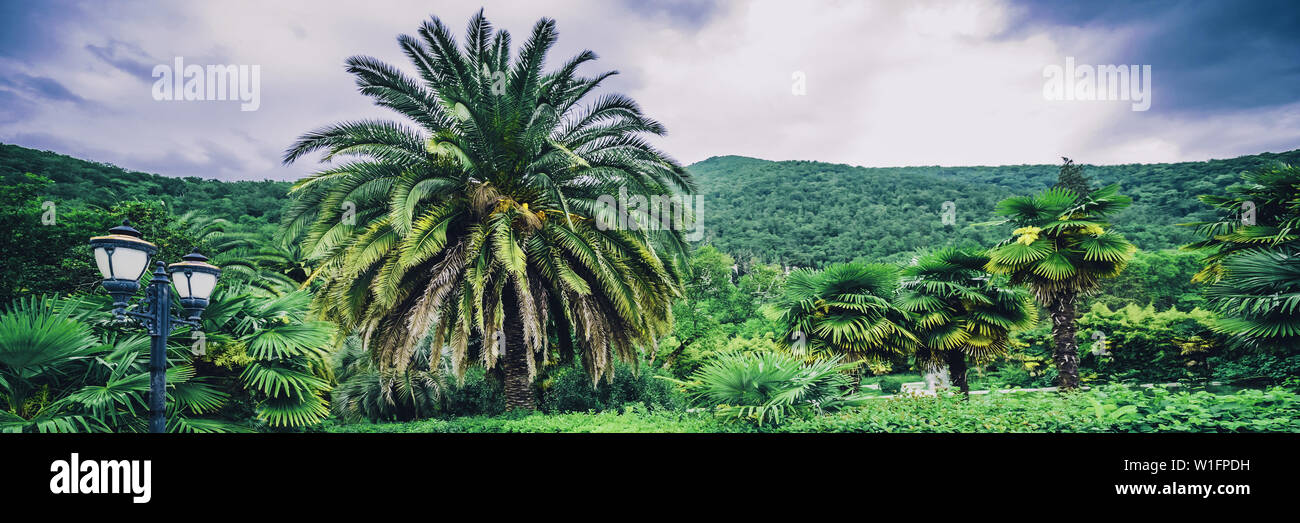 Palm botanical garden hi-res stock photography and images - Alamy