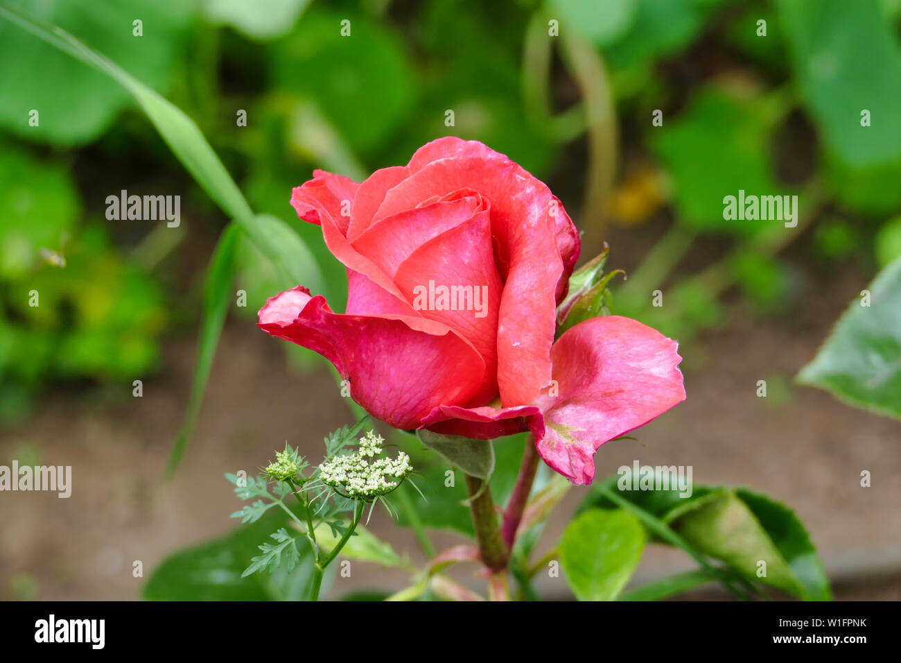 Pink hybrid tea rose Stock Photo - Alamy