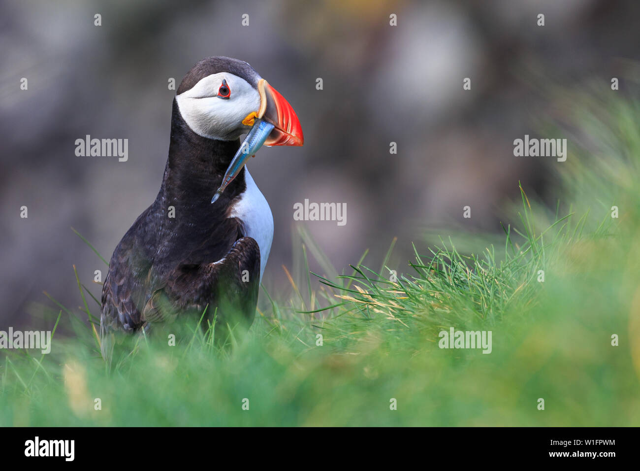 Iceland puffin hi-res stock photography and images - Alamy