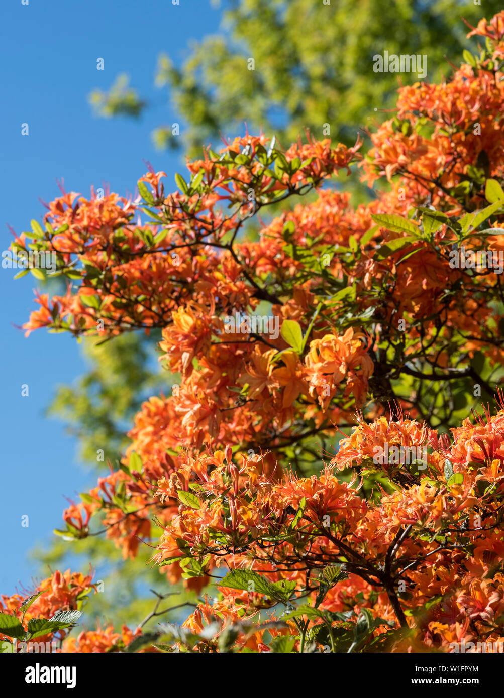 Brightly coloured orange rhododendron shrubs / trees Stock Photo - Alamy