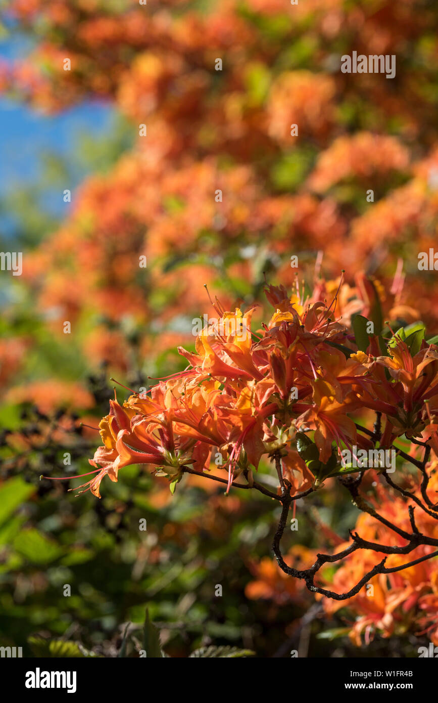 Brightly coloured orange rhododendron shrubs / trees Stock Photo - Alamy