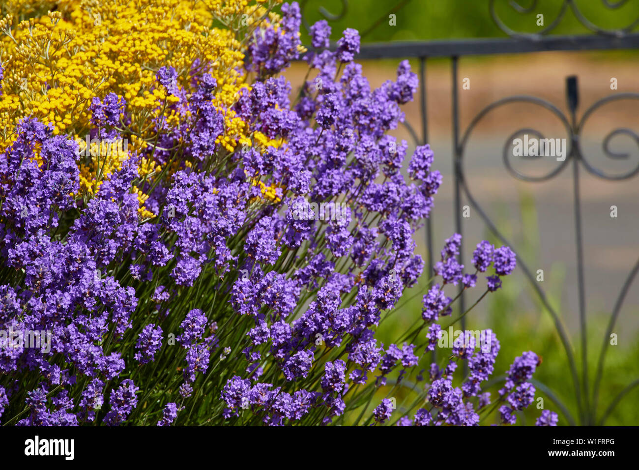 Curry plant and lavender flowering in a urban garden in summer, London ...
