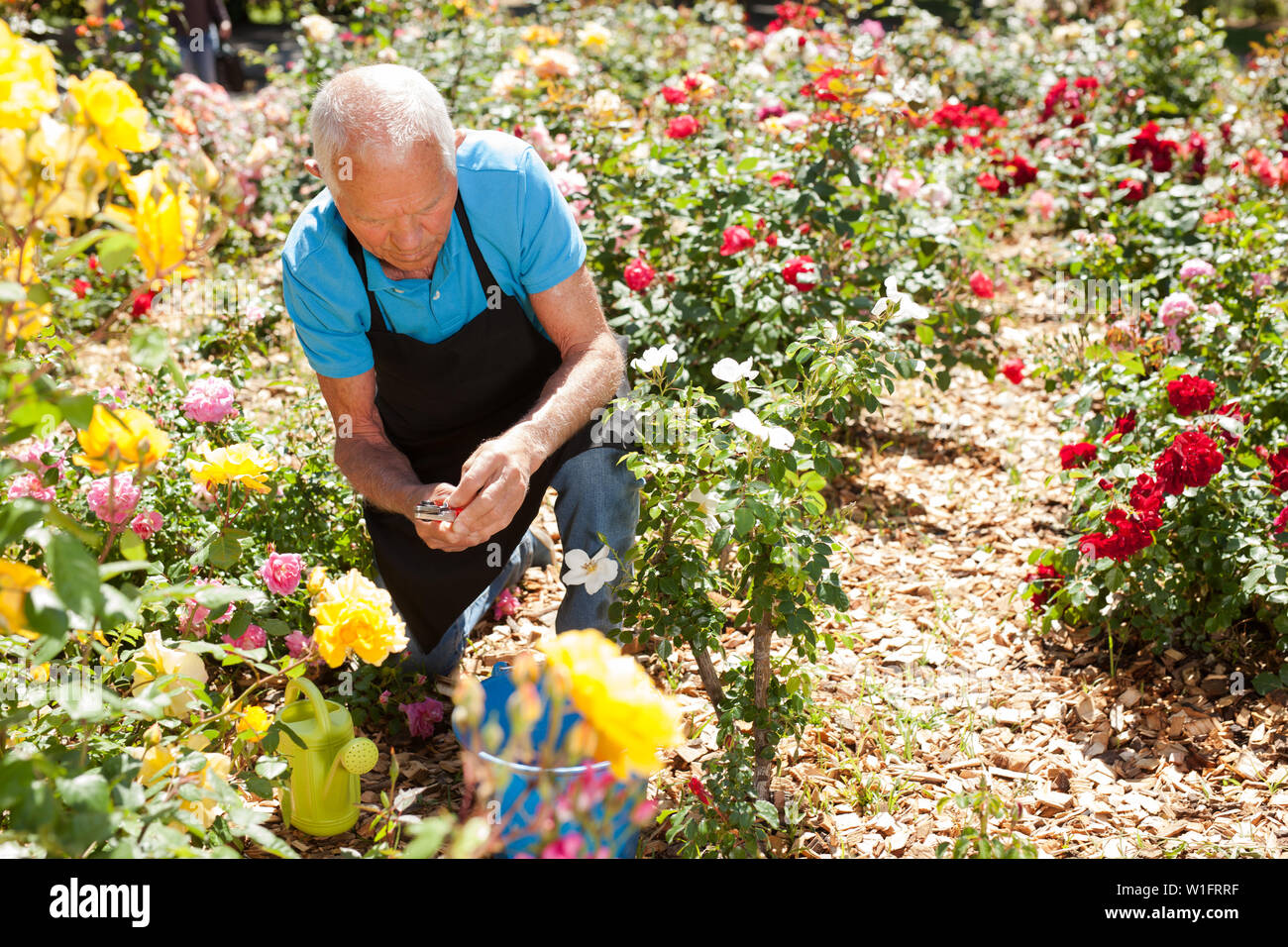 Farmer picking roses hi-res stock photography and images - Alamy
