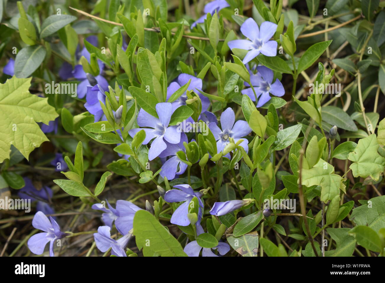 Vinca minor (common names lesser periwinkle, dwarf periwinkle, small ...