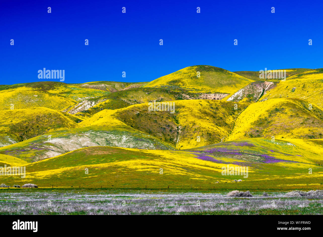 Wildflowers in the Temblor Range, Carrizo Plain National Monument ...