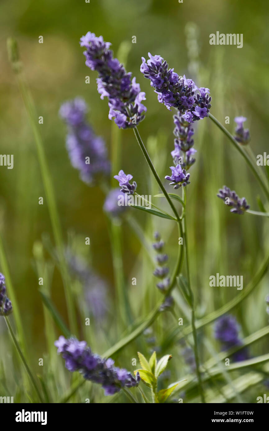 Declared noxious weed in victori hi-res stock photography and images ...