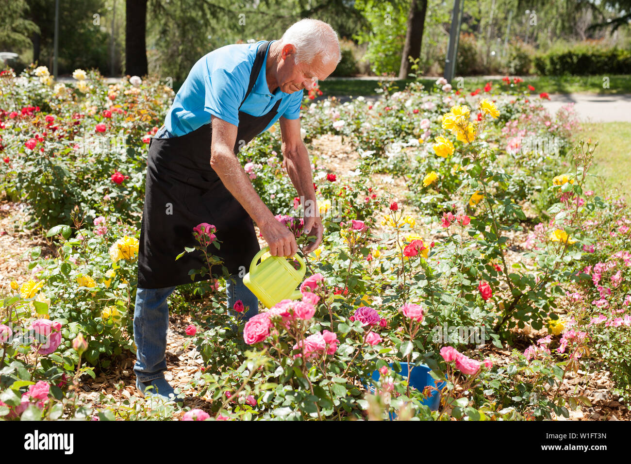 Farmer picking roses hi-res stock photography and images - Alamy