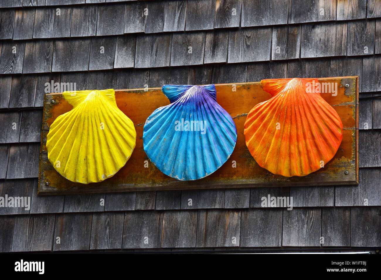 Colorful Shells of Maine Stock Photo - Alamy