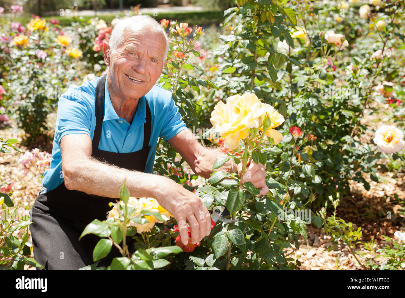 Cutting back roses hi-res stock photography and images - Alamy