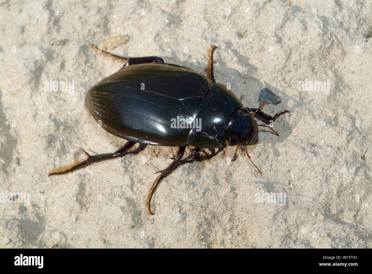 Hydrous piceus hi-res stock photography and images - Alamy