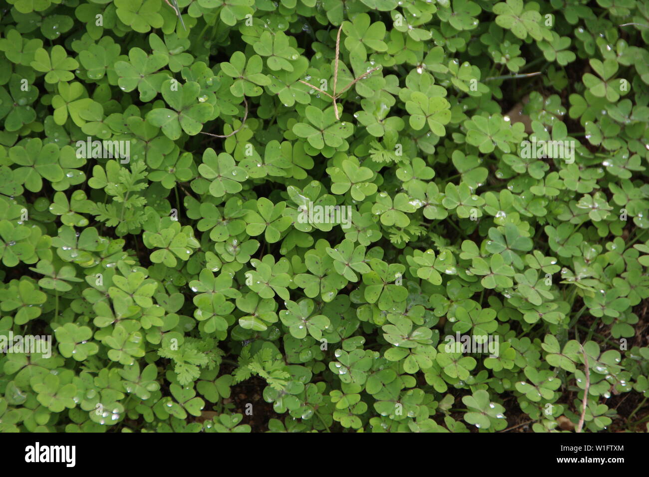 Fabeceae hi-res stock photography and images - Alamy