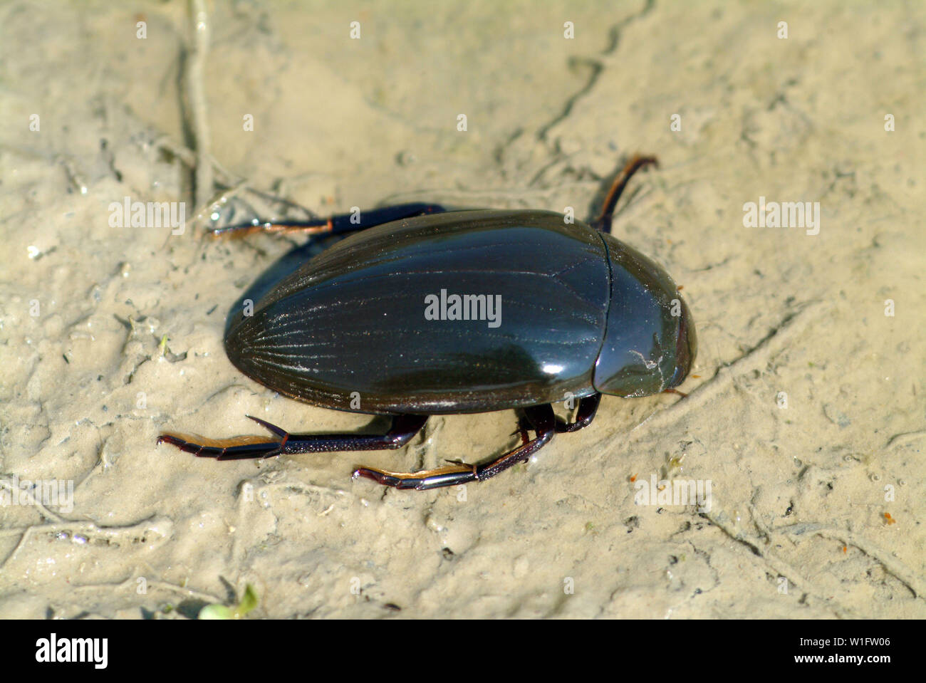 Hydrous piceus hi-res stock photography and images - Alamy
