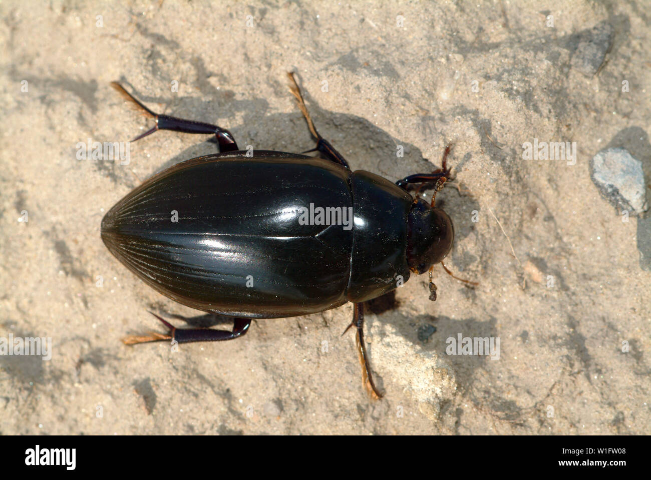 Silver beetles hi-res stock photography and images - Alamy
