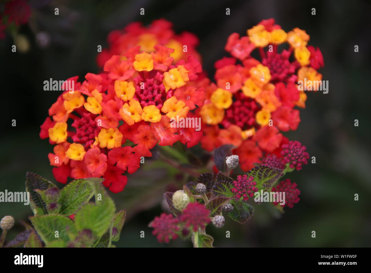 Close up view of the beautiful Lantana camara flower Stock Photo - Alamy