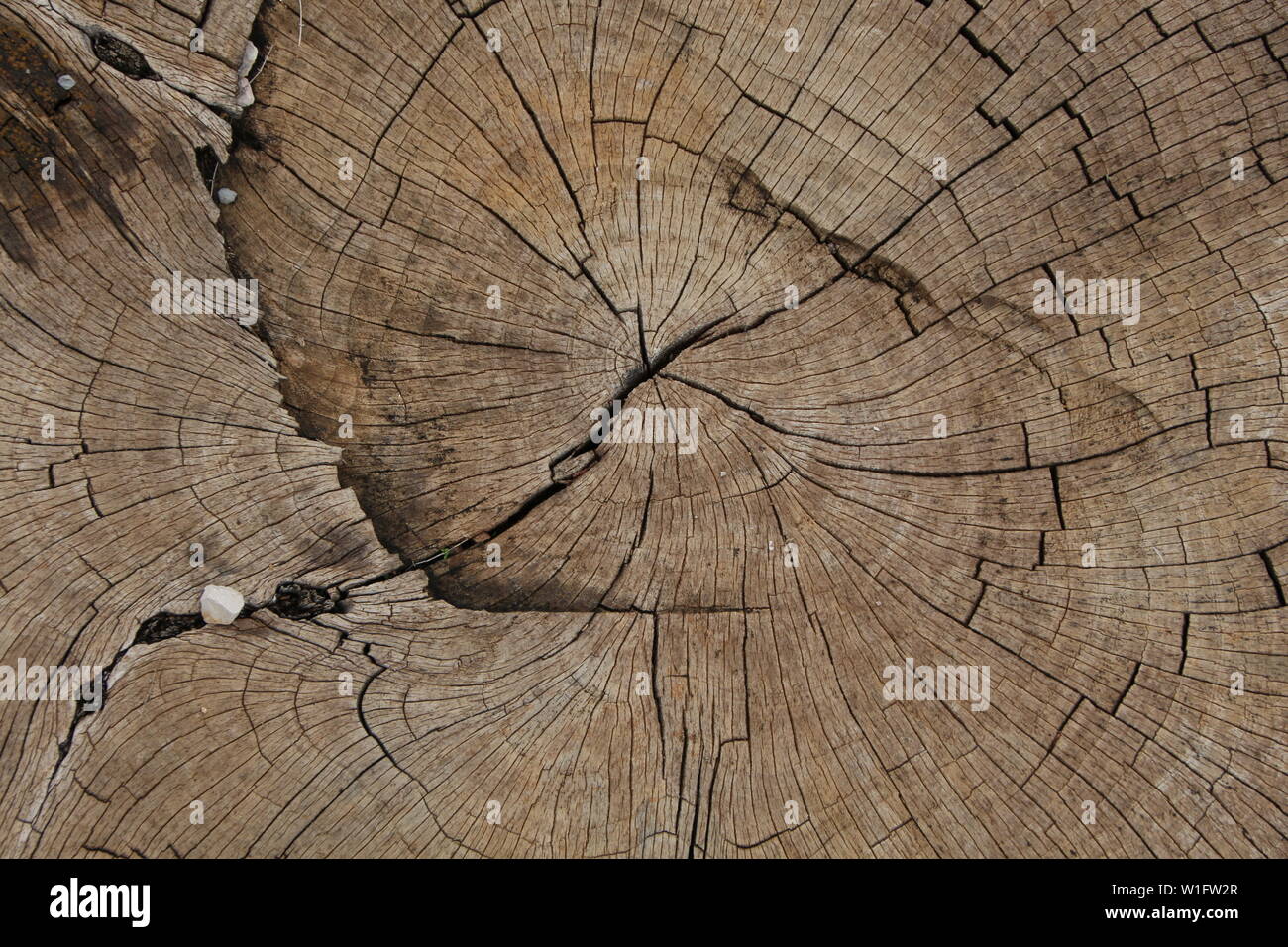 Close up view of a texture of a tree stump, showing the intricate ...