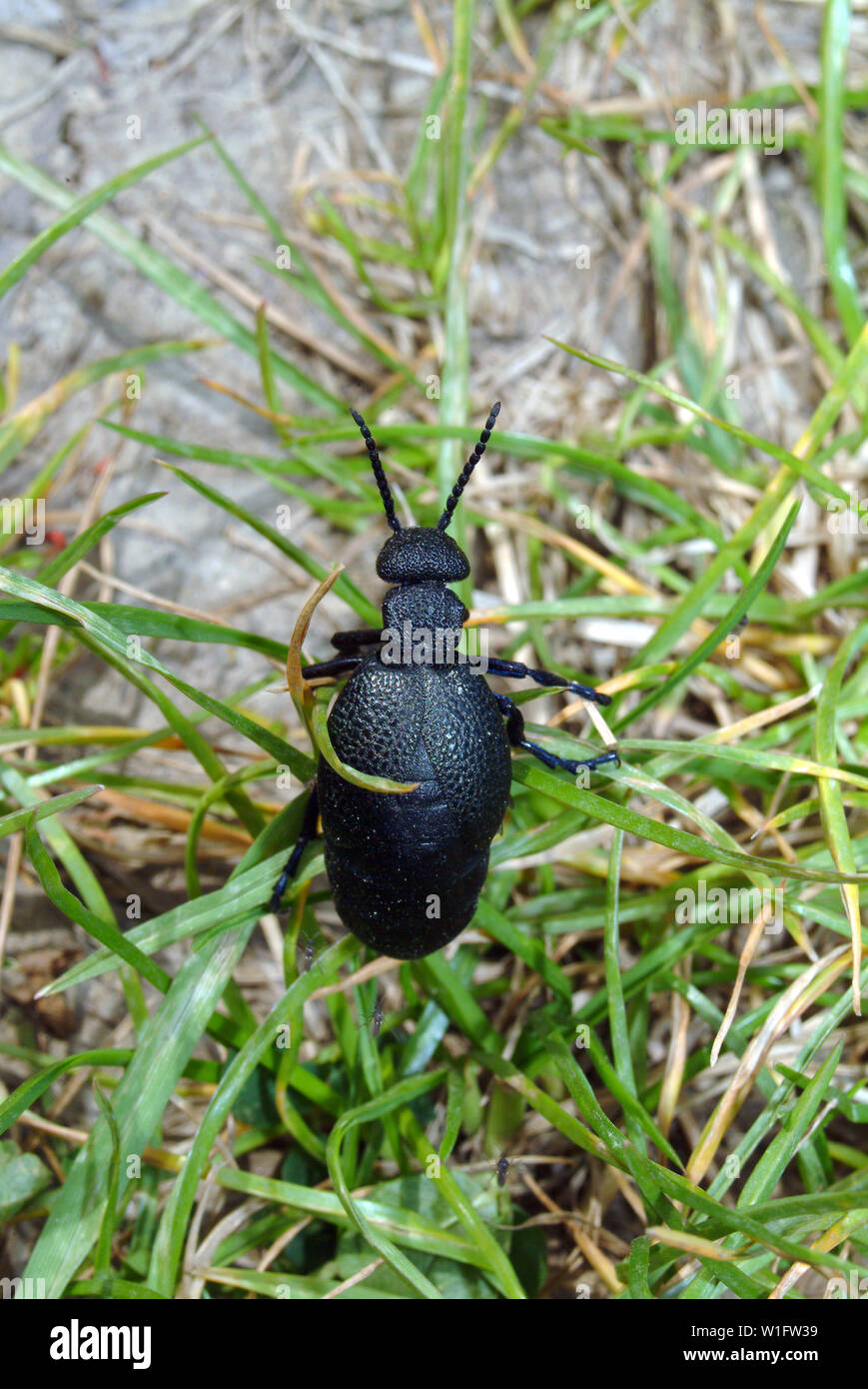 Oil beetles hi-res stock photography and images - Alamy