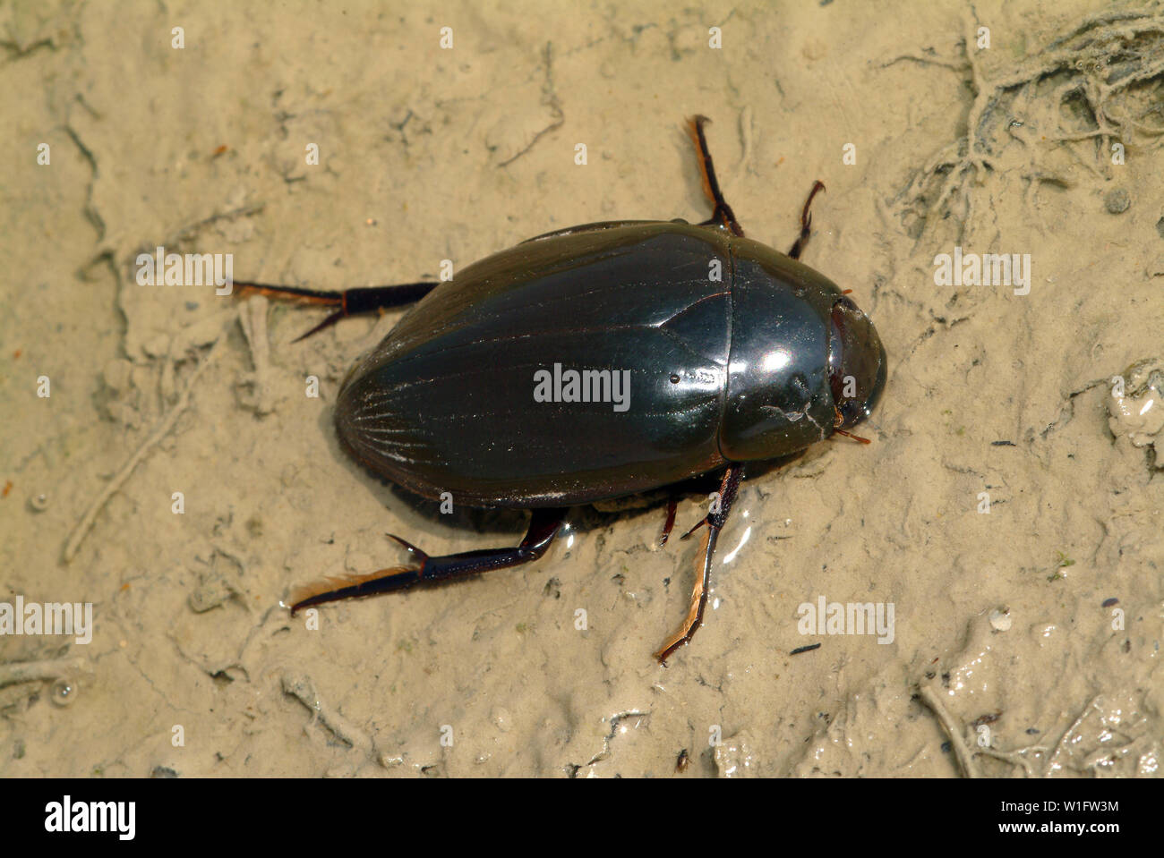 Hydrous piceus hi-res stock photography and images - Alamy