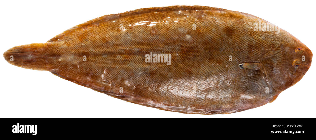 Closeup of raw sole fish, nobody. Isolated over white background Stock ...