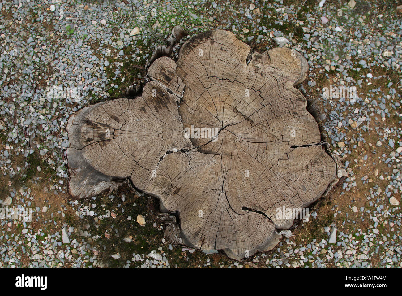 Close up view of a texture of a tree stump, showing the intricate ...