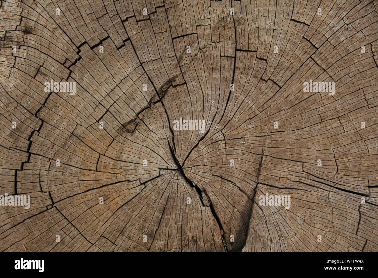Close up view of a texture of a tree stump, showing the intricate ...