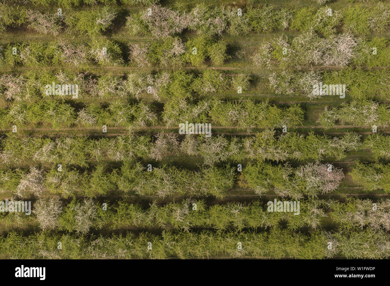 Aerial view of apple orchard. Nature landscape blooming apple orchard ...