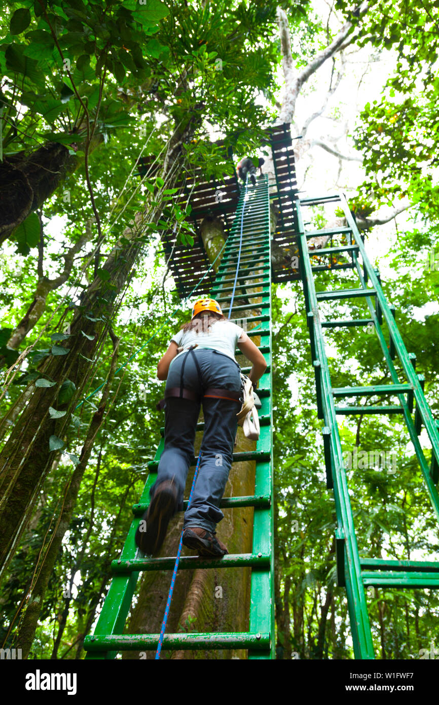 Canopy Trail, Tortuguero National Park, Costa Rica, Central America ...