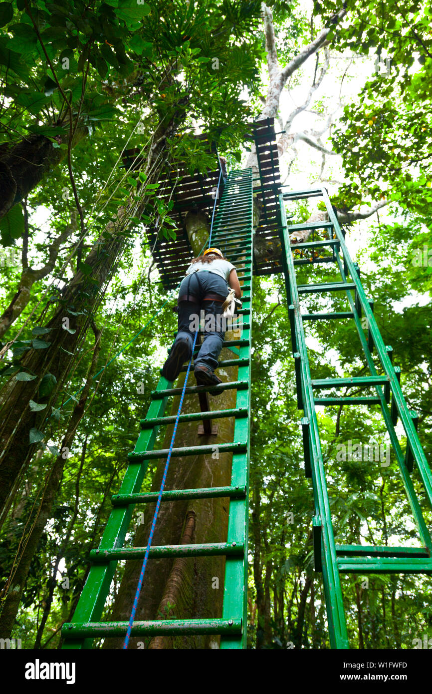 Canopy Trail, Tortuguero National Park, Costa Rica, Central America ...