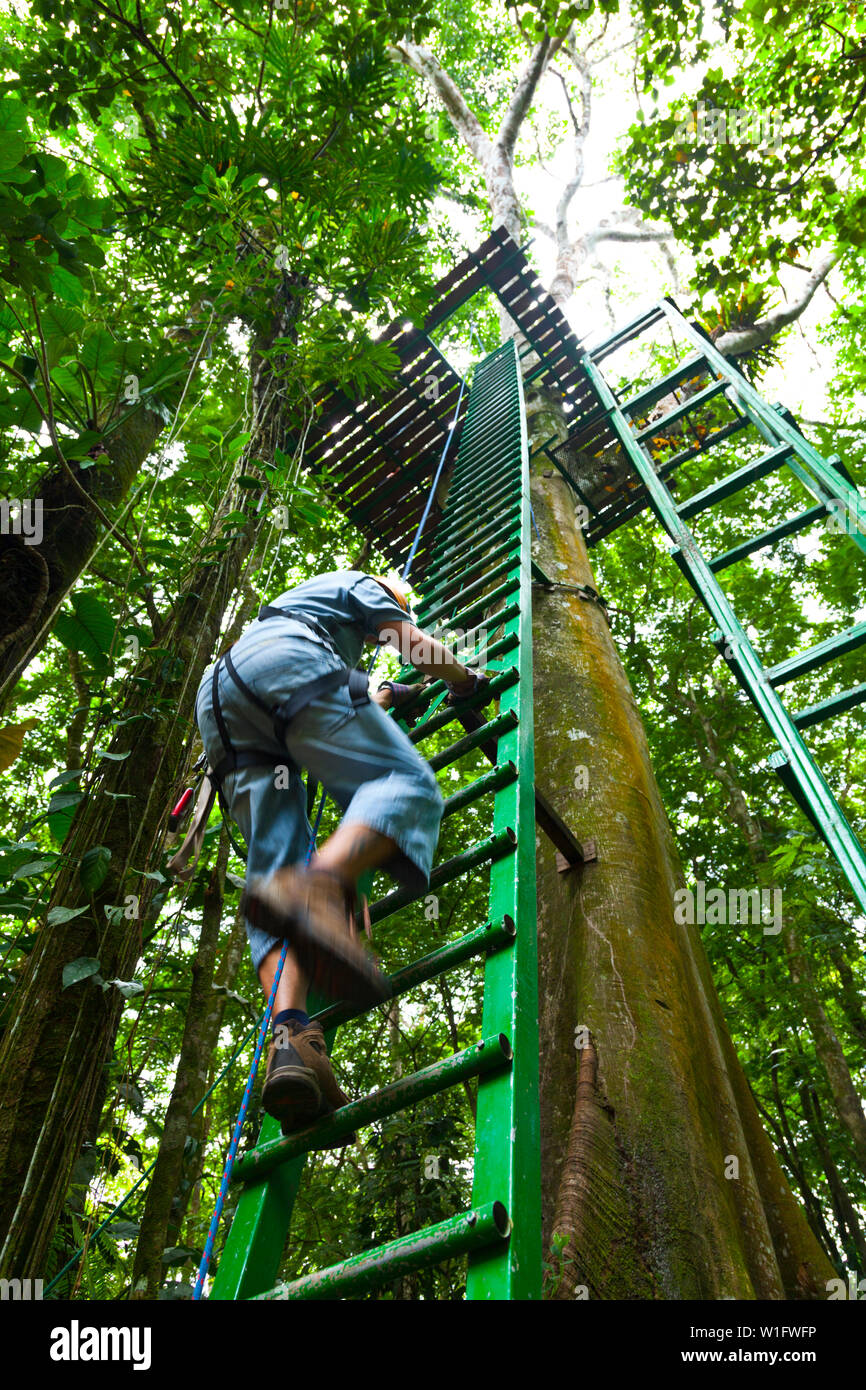 Canopy Trail, Tortuguero National Park, Costa Rica, Central America ...