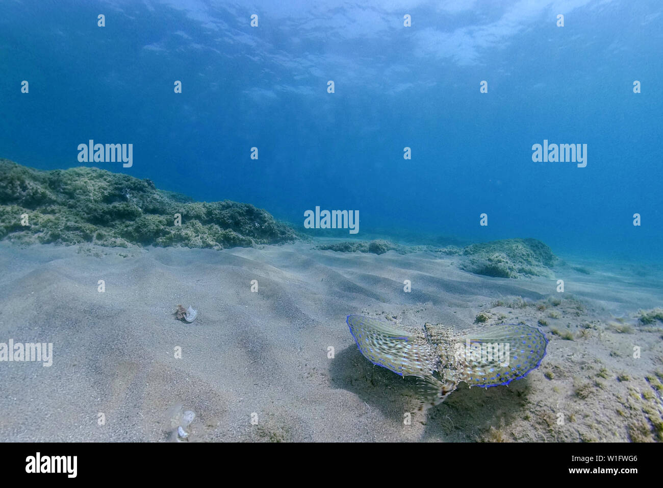 Dactylopterus hi-res stock photography and images - Alamy