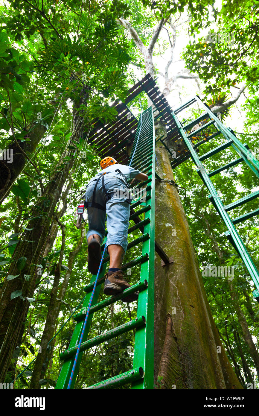 Canopy Trail, Tortuguero National Park, Costa Rica, Central America ...