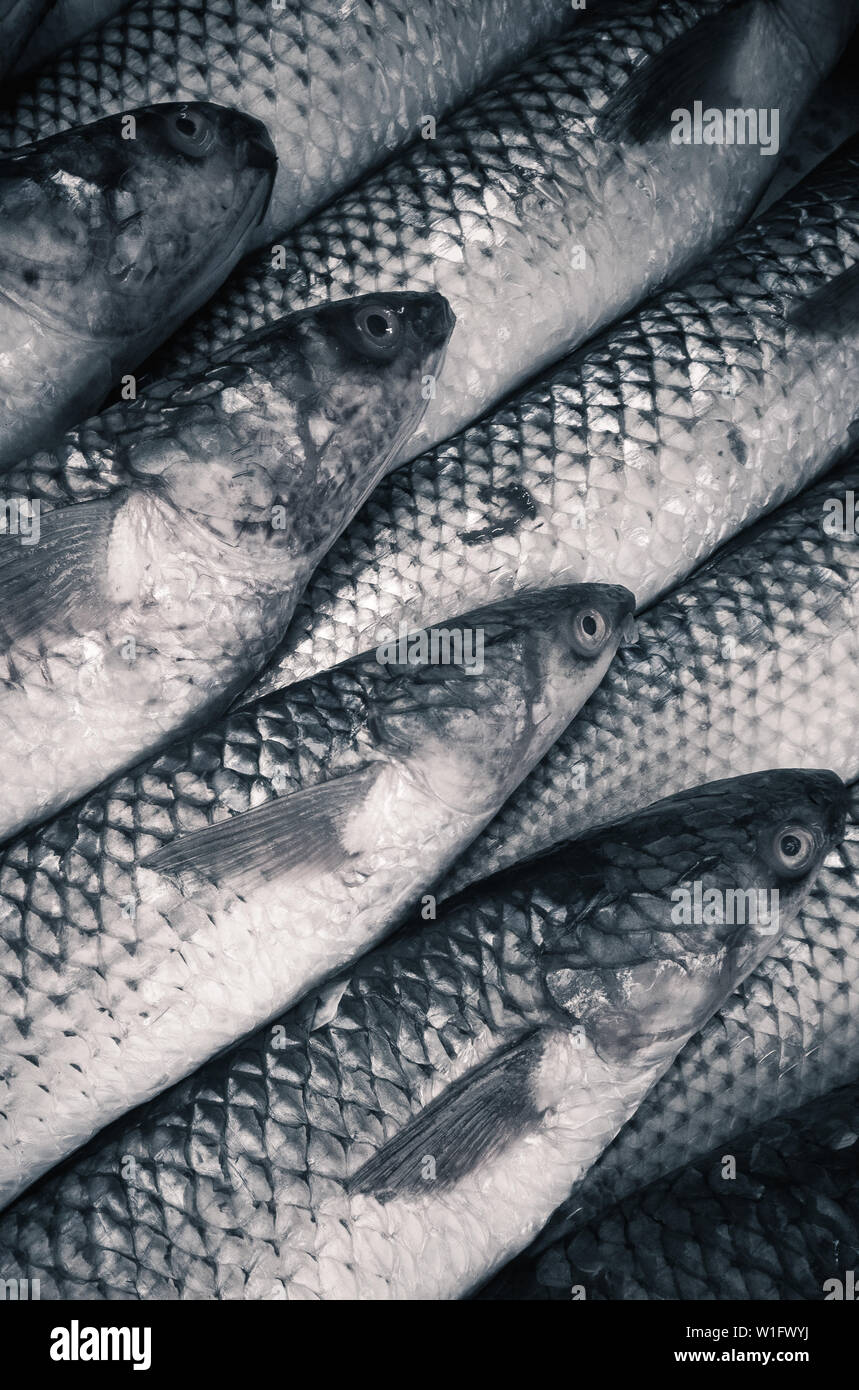 fresh fish Mullet, close up Stock Photo - Alamy