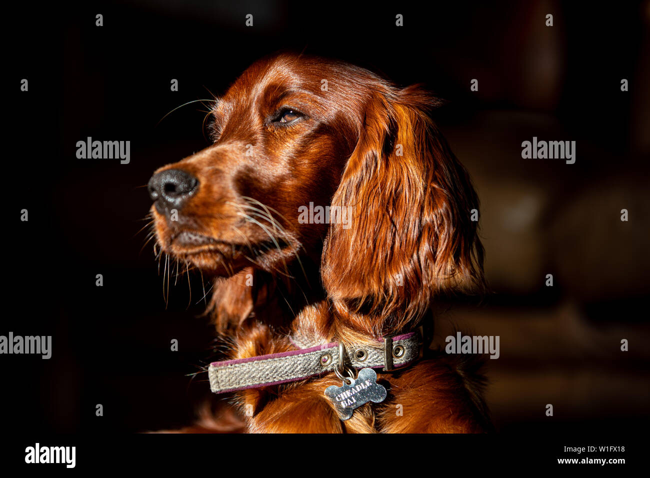 One year old female Irish Red Setter dog Stock Photo - Alamy