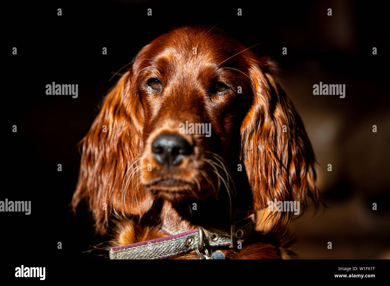 One year old female Irish Red Setter dog Stock Photo - Alamy