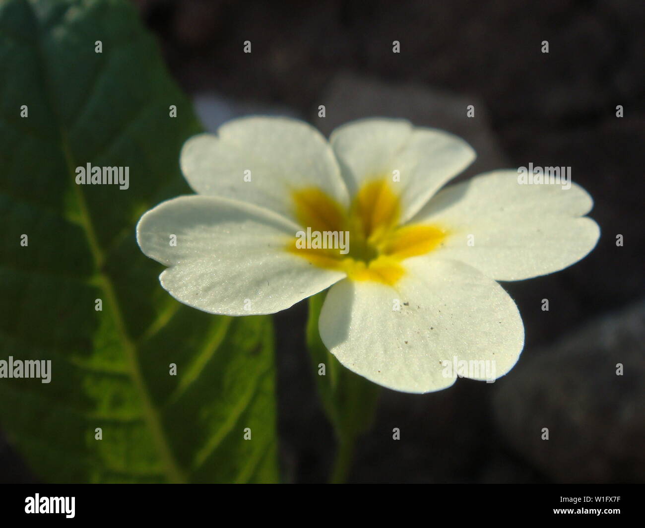 White flowers of primroses (primula) vulgaris or English primrose ...