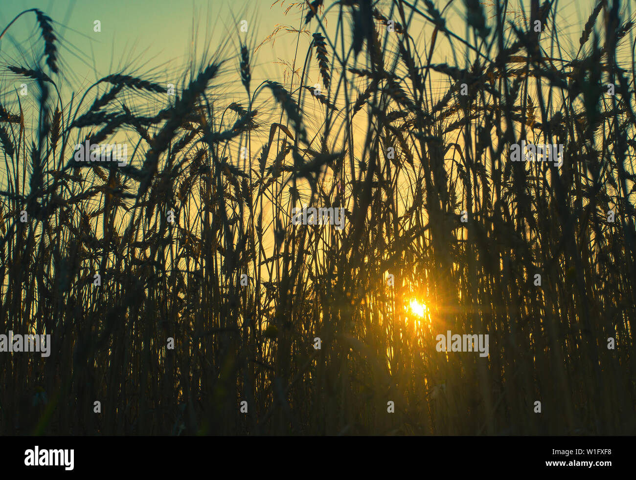 Rye sunset hi-res stock photography and images - Alamy