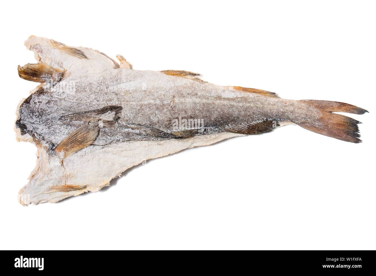 Close up view of a portuguese salted codfish isolated on white ...