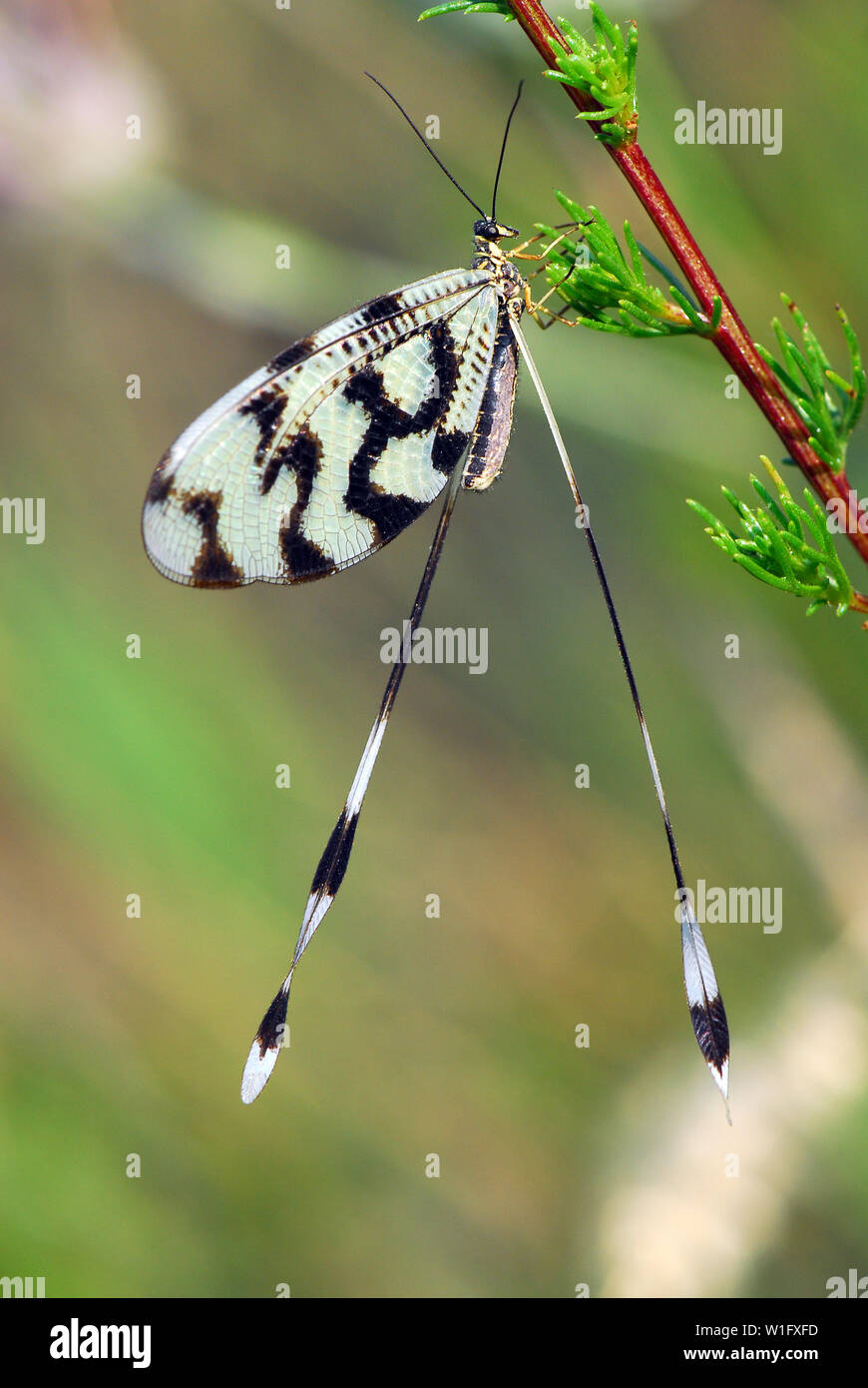Nemoptera sinuata nemoptera sinuata hi-res stock photography and images ...