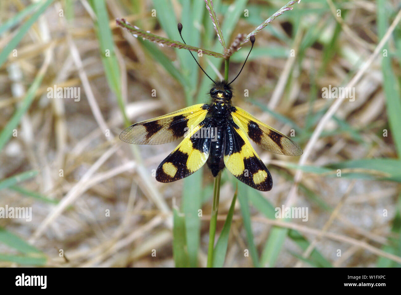 Ascalaphus libelloides hi-res stock photography and images - Alamy