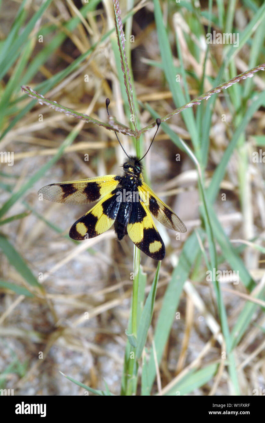 Libelloides macaronius, Ascalaphus macaronius, Östlicher ...