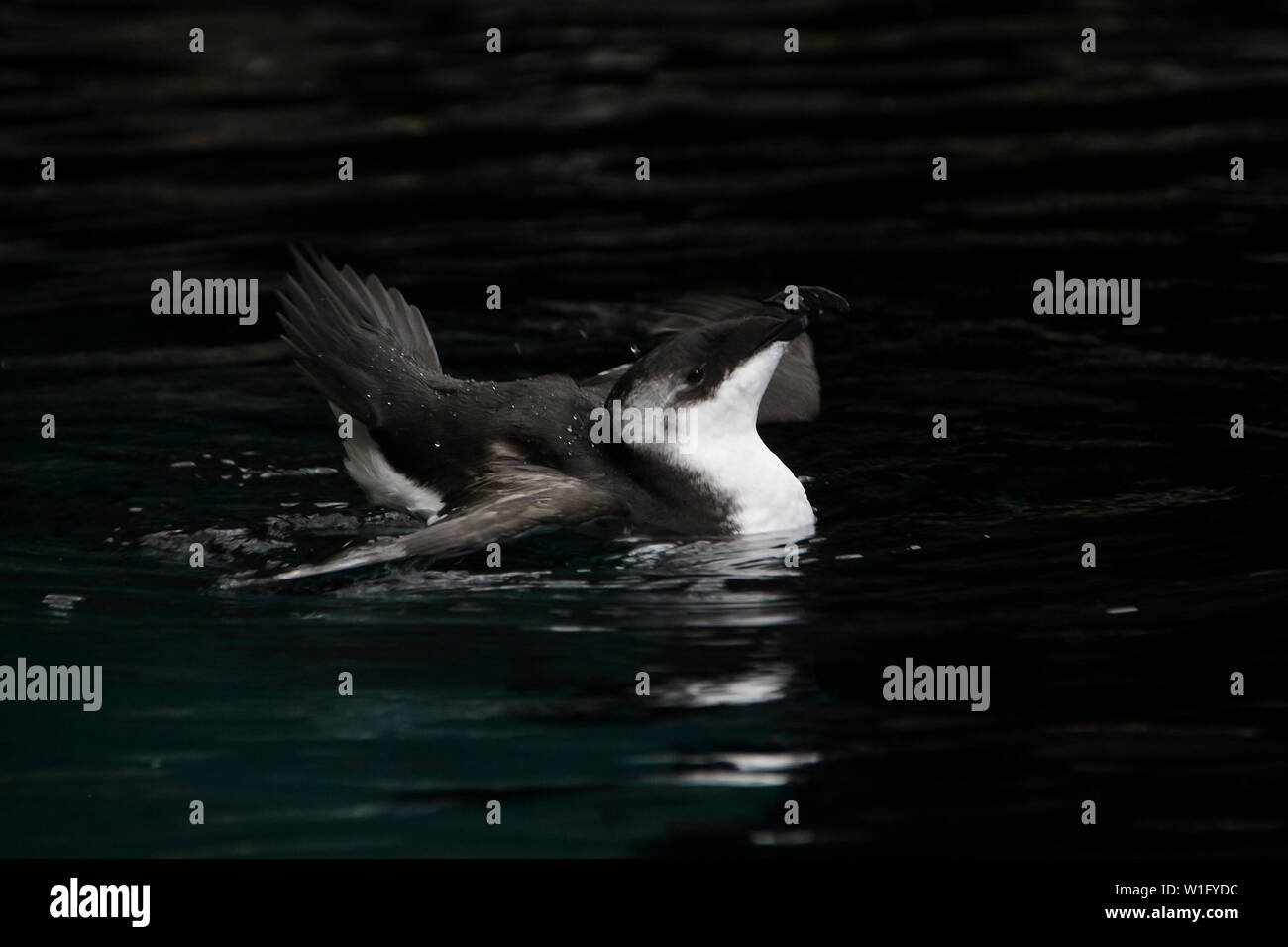 Razorbill swimming hi-res stock photography and images - Alamy