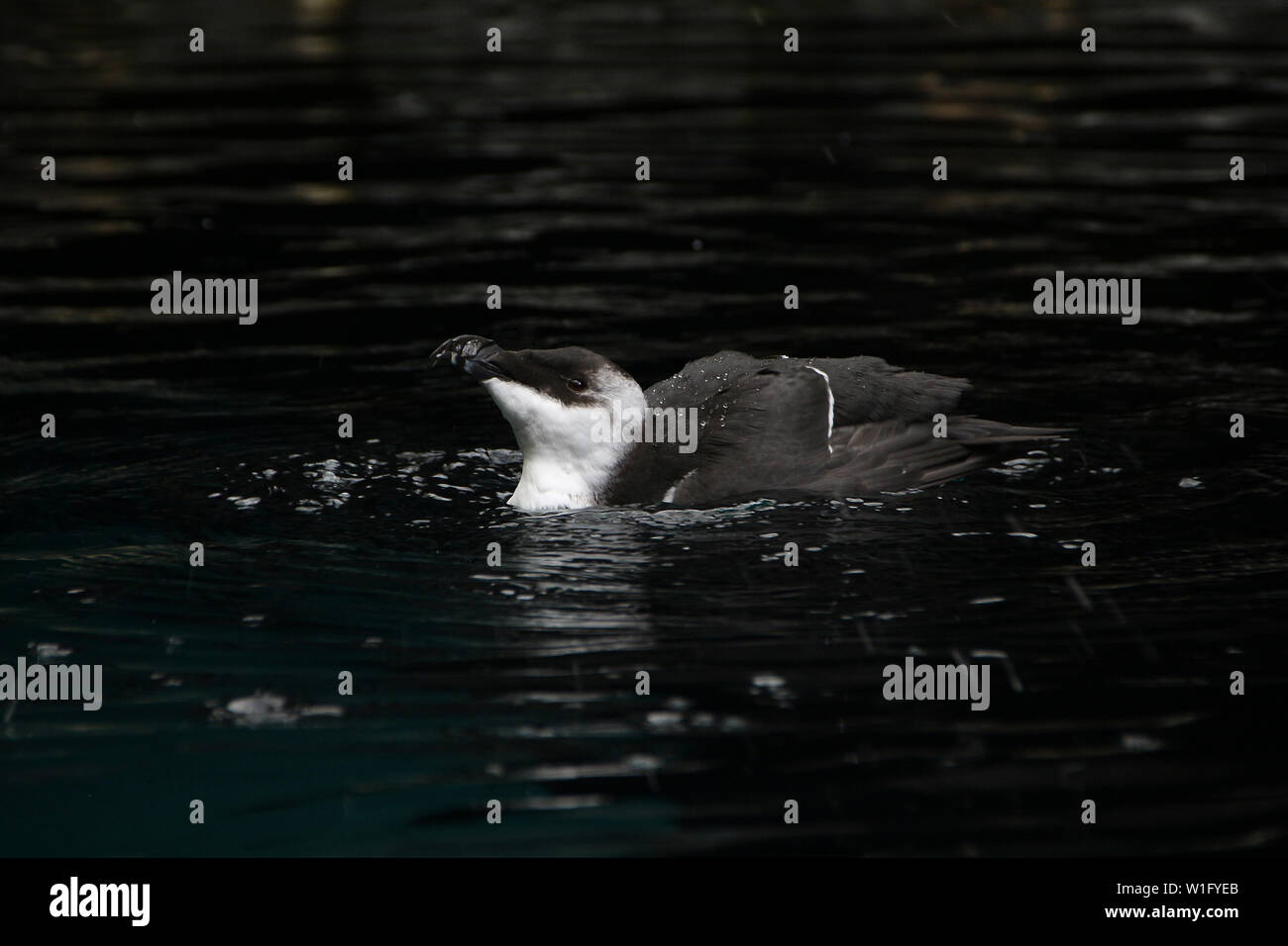 Swimming razorbill hi-res stock photography and images - Alamy