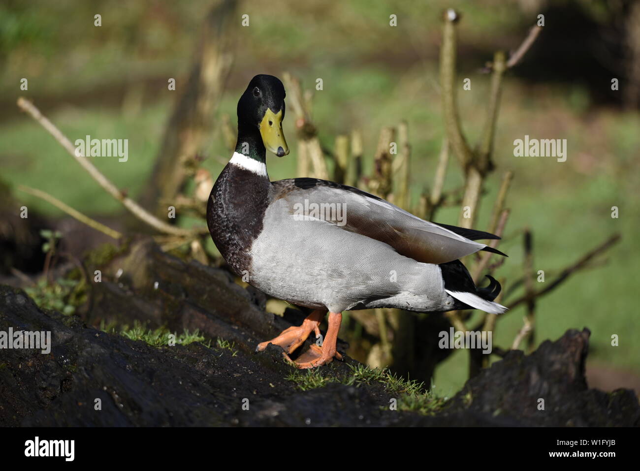 Male Mallard Duck posing Stock Photo - Alamy