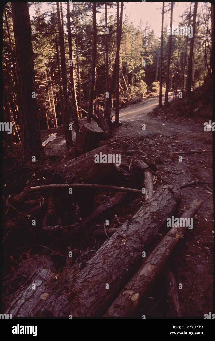 Orcas island logging road hi-res stock photography and images - Alamy