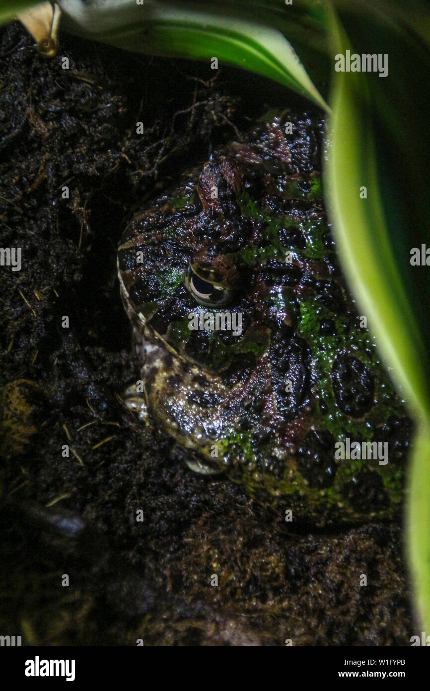 Ornate Pacman Frog High Resolution Stock Photography and Images - Alamy