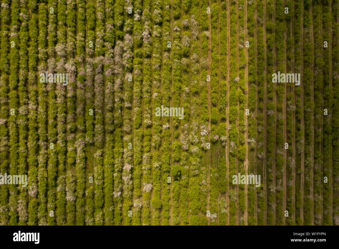 Apple orchard fruit production aerial hi-res stock photography and ...