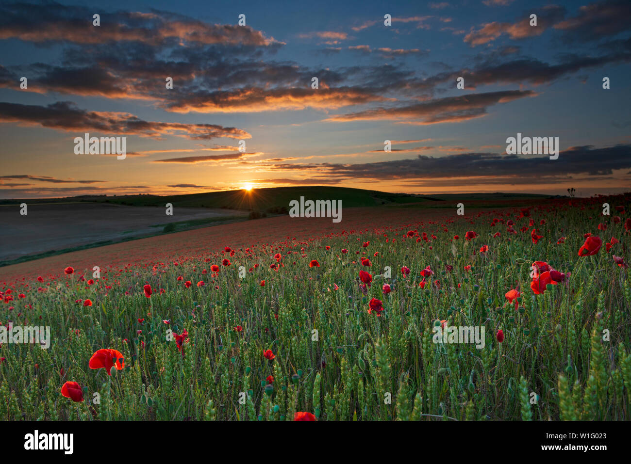 A field of Poppies - Papaver rhoeas during sunset on the South Downs ...