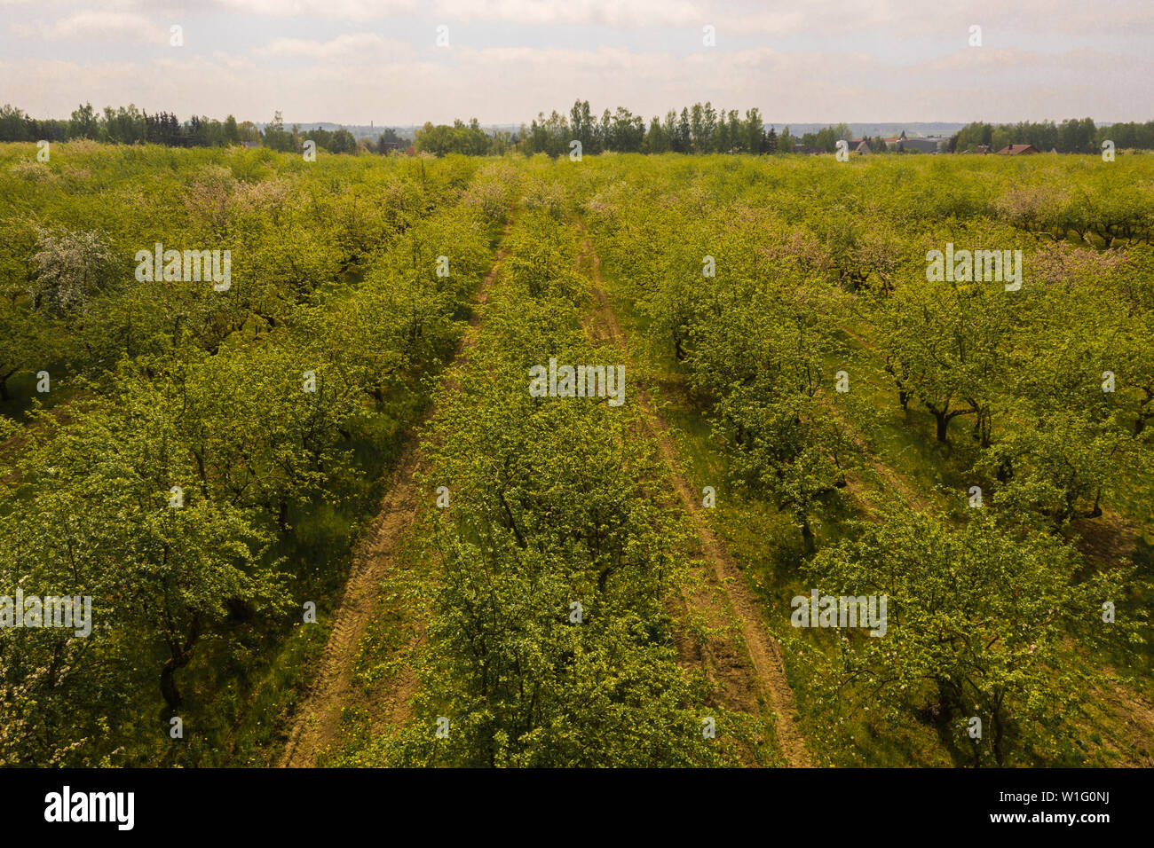 Aerial view of apple orchard. Nature landscape blooming apple orchard ...